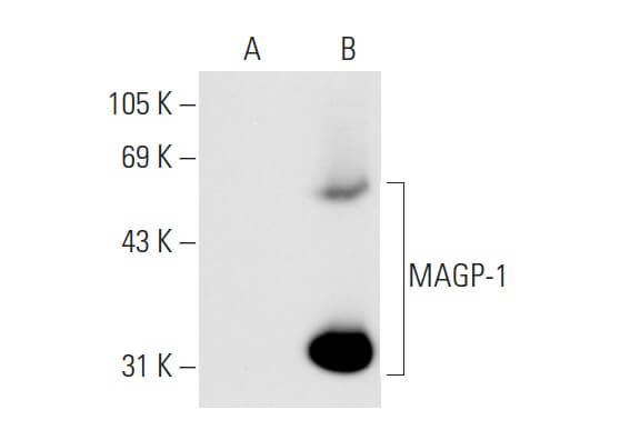 MAGP-1抗体 (B-4) | SCBT - Santa Cruz Biotechnology