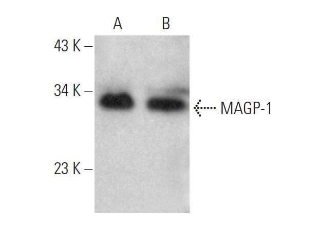 MAGP-1抗体 (G-7) | SCBT - Santa Cruz Biotechnology
