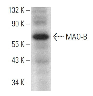 Anti-MAO-B Antibody (B-8) | SCBT - Santa Cruz Biotechnology