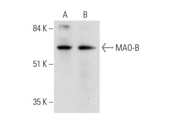 MAO-B Antibody (D-6) | SCBT - Santa Cruz Biotechnology