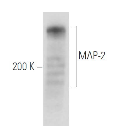 Anti-MAP-2 Antibody (E-12) | SCBT - Santa Cruz Biotechnology