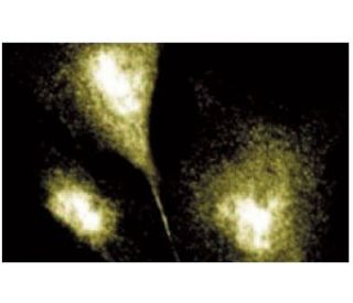 Anti-MAP-4 Antibody (18) | SCBT - Santa Cruz Biotechnology