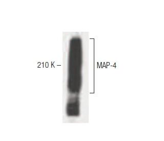 Anti-MAP-4 Antibody (18) | SCBT - Santa Cruz Biotechnology