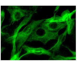 Anti-MAP-4 Antibody (G-10) | SCBT - Santa Cruz Biotechnology