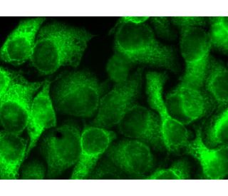 Anti-MAP-4 Antibody (G-10) | SCBT - Santa Cruz Biotechnology