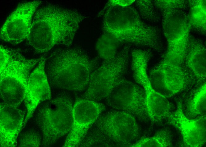 Anti-MAP-4 Antibody (G-10) | SCBT - Santa Cruz Biotechnology