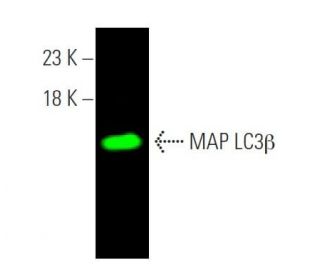MAP LC3β Antibody (G-2) | SCBT - Santa Cruz Biotechnology