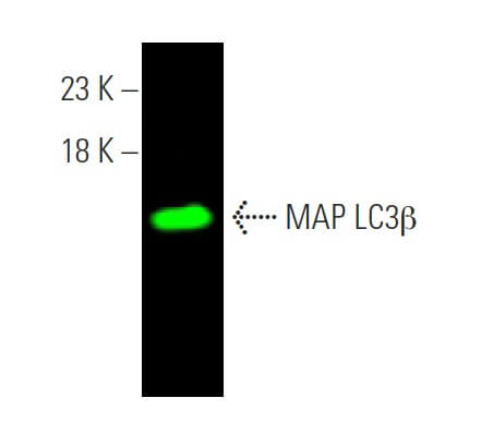 MAP LC3β Antibody (G-2) | SCBT - Santa Cruz Biotechnology
