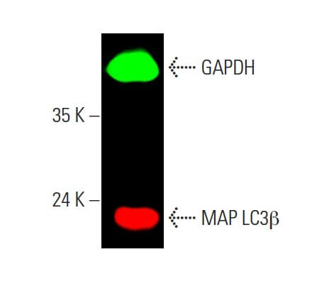 MAP LC3β Antibody (G-2) | SCBT - Santa Cruz Biotechnology
