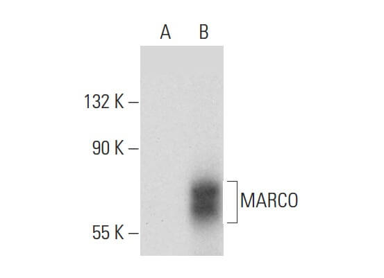 MARCO Antibody (F-3) | SCBT - Santa Cruz Biotechnology
