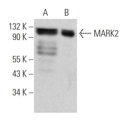 MARK2 Antibody (B-1) | SCBT - Santa Cruz Biotechnology