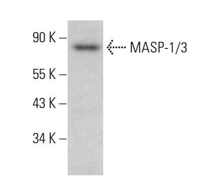 MASP-1/3 Antibody (G-7) | SCBT - Santa Cruz Biotechnology