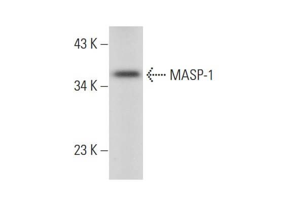 SCBT - Santa Cruz Biotechnology