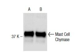 Mast Cell Chymase抗体 (CC1) | SCBT - Santa Cruz Biotechnology