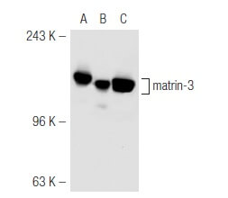 matrin-3 Antibody (2539C3a) | SCBT - Santa Cruz Biotechnology
