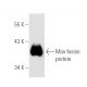 Anti-Max Antibody (H-2) | SCBT - Santa Cruz Biotechnology