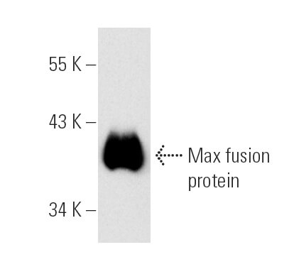 Anti-Max Antibody (H-2) | SCBT - Santa Cruz Biotechnology