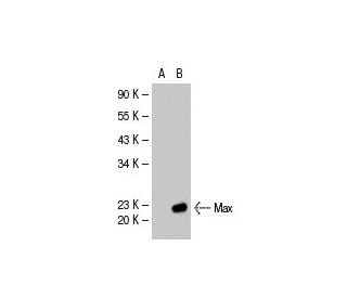 Anti-Max Antibody (H-2) | SCBT - Santa Cruz Biotechnology