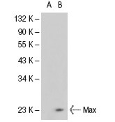 Anti-Max Antibody (H-2) | SCBT - Santa Cruz Biotechnology