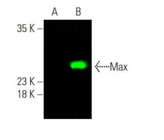 Anti-Max Antibody (H-2) | SCBT - Santa Cruz Biotechnology