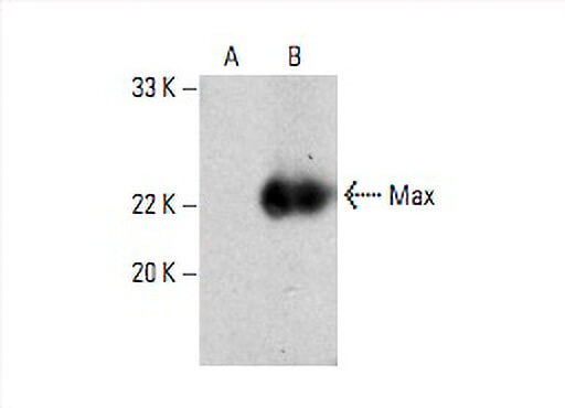 Anti-Max Antibody (H-2) | SCBT - Santa Cruz Biotechnology