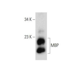 MBP Antibody (F-6) - Western Blotting - Image 133516