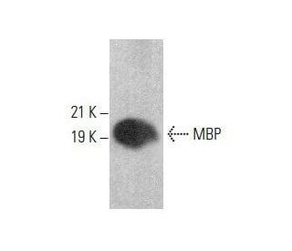 MBP Antibody (F-6) - Western Blotting - Image 354039