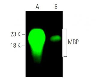 MBP Antibody (F-6) - Western Blotting - Image 375648