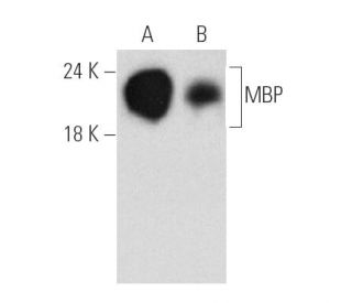 MBP Antibody (F-6) - Western Blotting - Image 388989