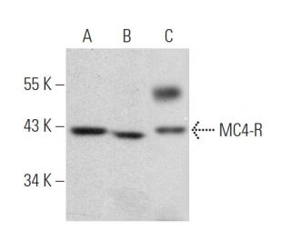 Anti-MC4-R Antibody (C-10) | SCBT - Santa Cruz Biotechnology