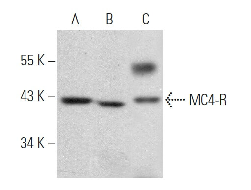 Anti-MC4-R Antibody (C-10) | SCBT - Santa Cruz Biotechnology
