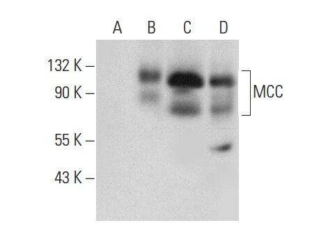 MCC Antibody (A-9) | SCBT - Santa Cruz Biotechnology