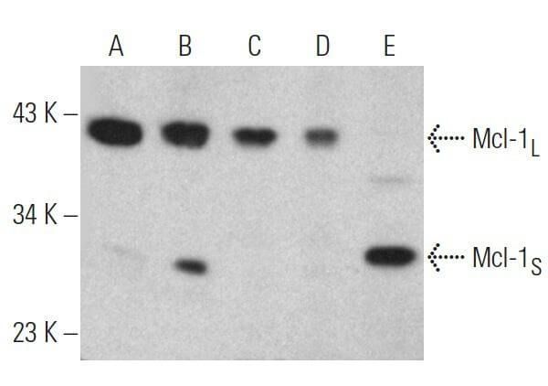 Mcl-1抗体 (B-6) | SCBT - Santa Cruz Biotechnology