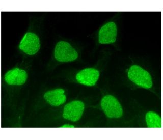 Anti-MCM3 Antibody (E-8) | SCBT - Santa Cruz Biotechnology