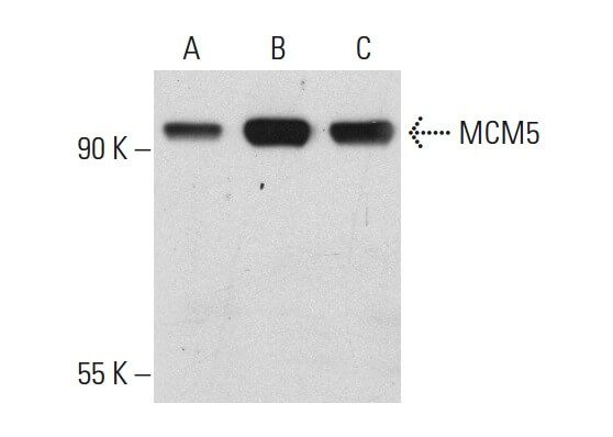 MCM5抗体 (G-1) | SCBT - Santa Cruz Biotechnology
