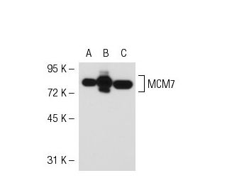 MCM7 Antibody (141.2) - Western Blotting - Image 54925