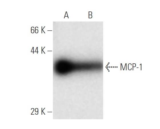 MCP-1 Antibody (5) | SCBT - Santa Cruz Biotechnology