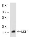 MCP-1 Antibody (5D3-F7) | SCBT - Santa Cruz Biotechnology