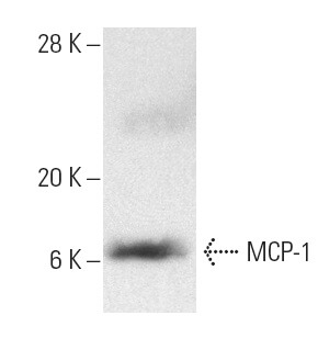 Anti-MCP-1 Antibody (D9) | SCBT - Santa Cruz Biotechnology