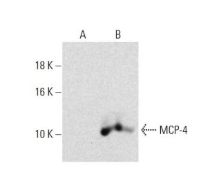 Anti-MCP-4 Antibody (D-2) | SCBT - Santa Cruz Biotechnology