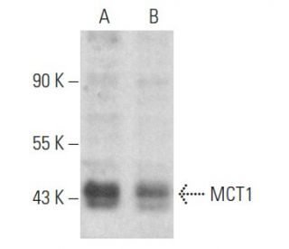 MCT1 Antibody (H-1) - Western Blotting - Image 354548