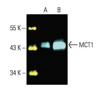 MCT1 Antibody (H-1) | SCBT - Santa Cruz Biotechnology