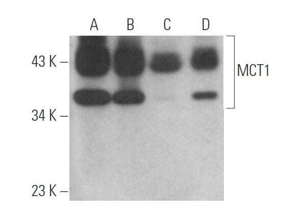 MCT1抗体 (T-19) | SCBT - Santa Cruz Biotechnology