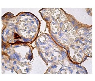 MCT4 Antibody (D-1) - Immunohistochemistry - Image 158191