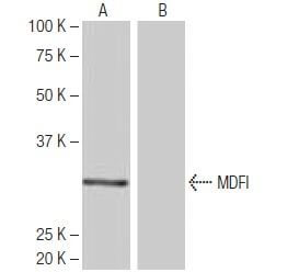 MDFI Antibody (2-RE35) | SCBT - Santa Cruz Biotechnology