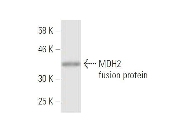 Anti-MDH2 Antibody (1G12) | SCBT - Santa Cruz Biotechnology