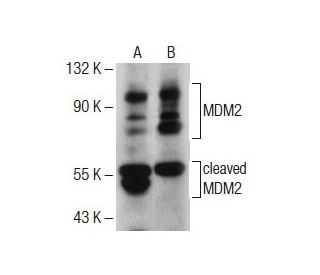 MDM2 Antibody (D-7) - Western Blotting - Image 285448