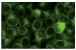Anti-MDR1/ABCB1 Antibody (D-11) | SCBT - Santa Cruz Biotechnology