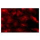 Anti-MDR1/ABCB1 Antibody (D-11) | SCBT - Santa Cruz Biotechnology