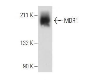 Anti-MDR1/ABCB1 Antibody (D-11) | SCBT - Santa Cruz Biotechnology